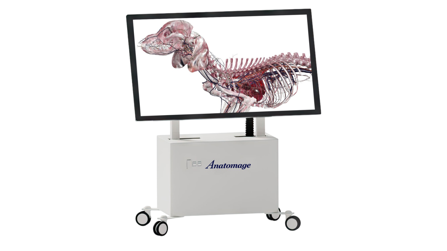 Products – Anatomage