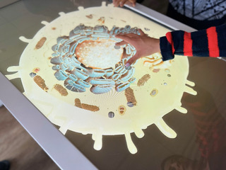 SCIENCE TABLE – Anatomage