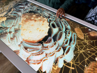 SCIENCE TABLE – Anatomage