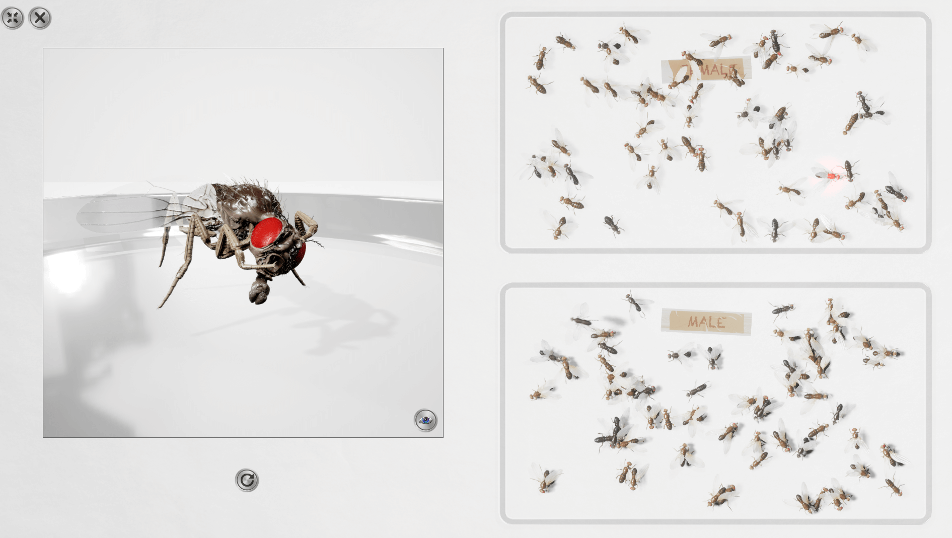 SCIENCE TABLE – Anatomage