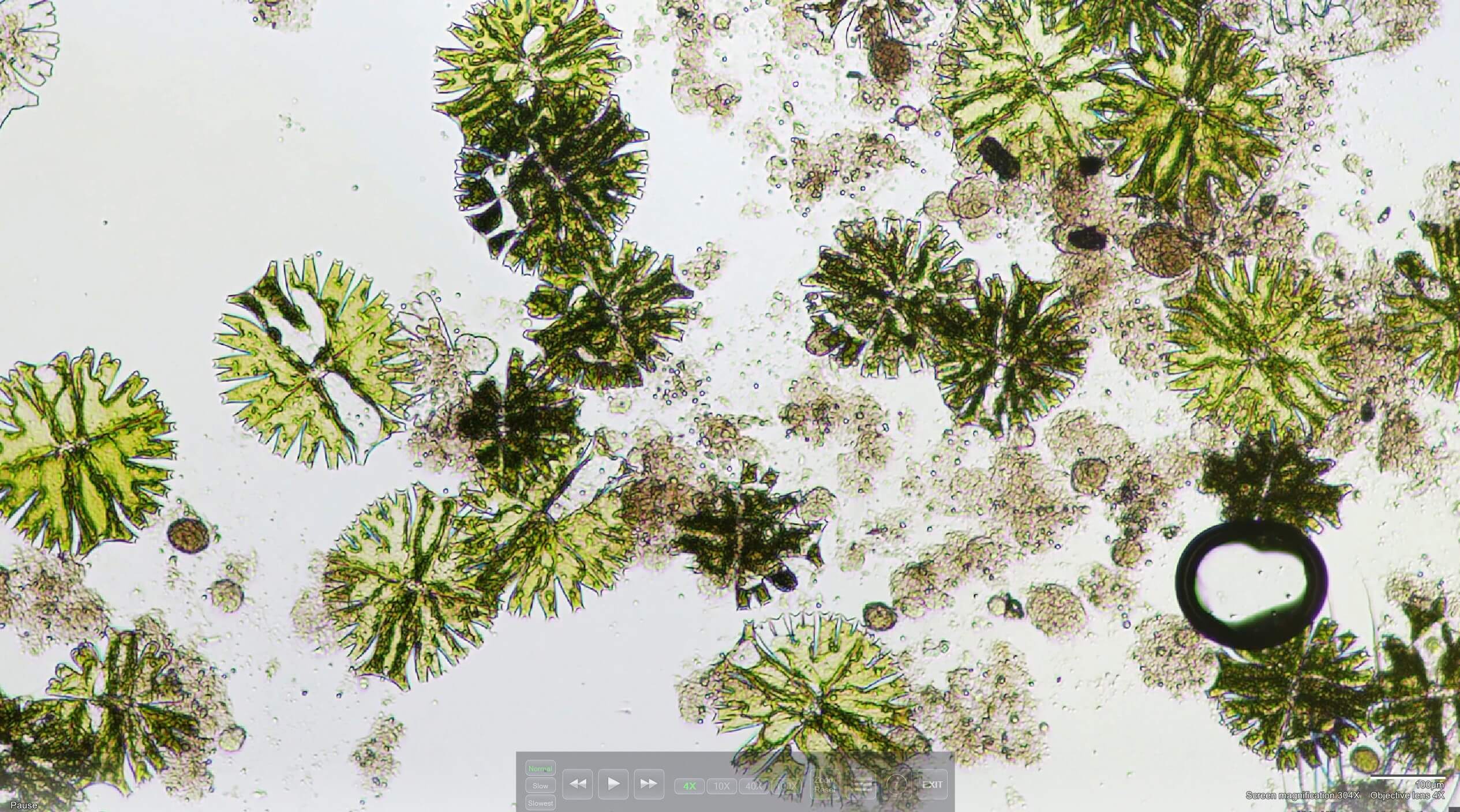 SCIENCE TABLE – Anatomage